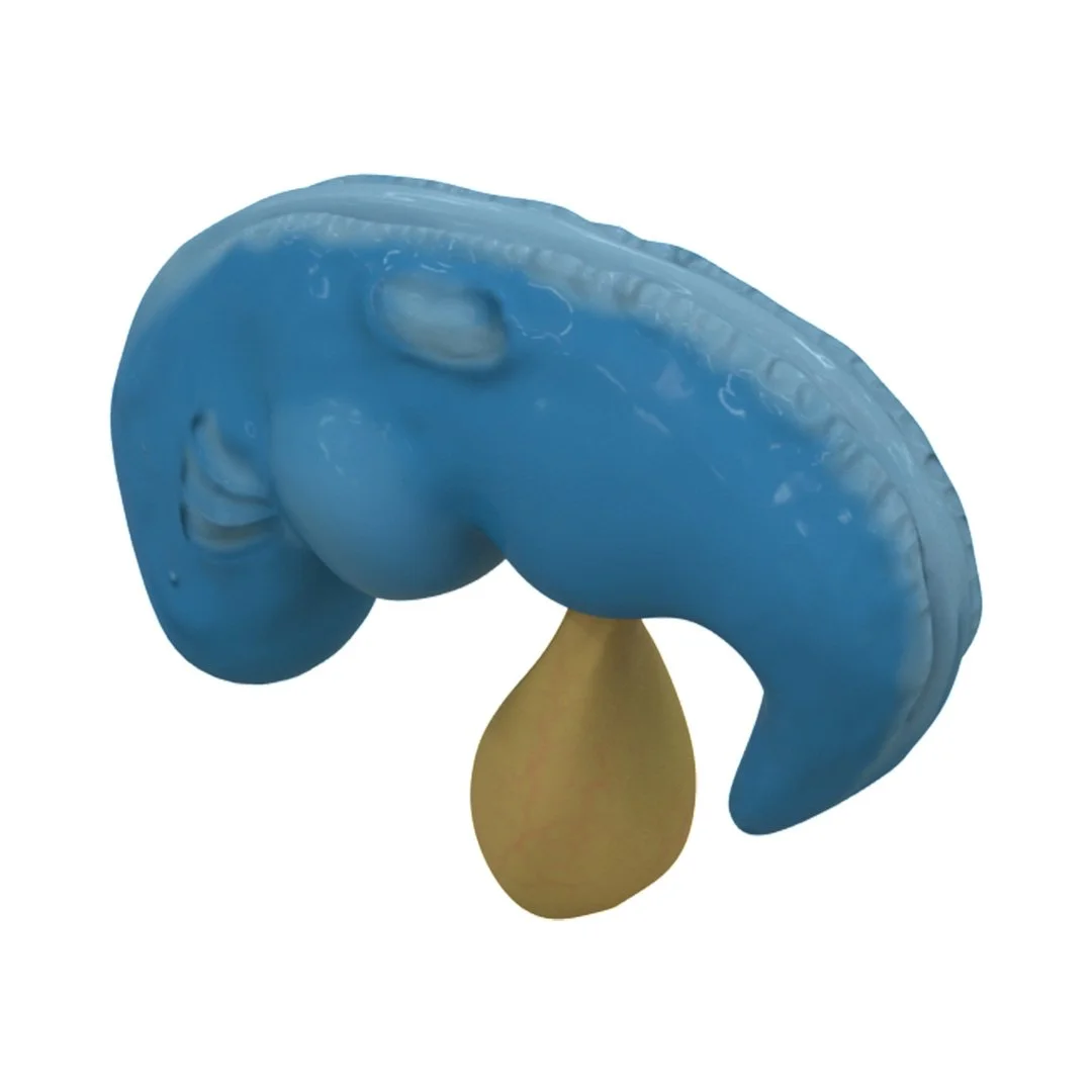 Embryology Animation — Sophia Lappe Studios