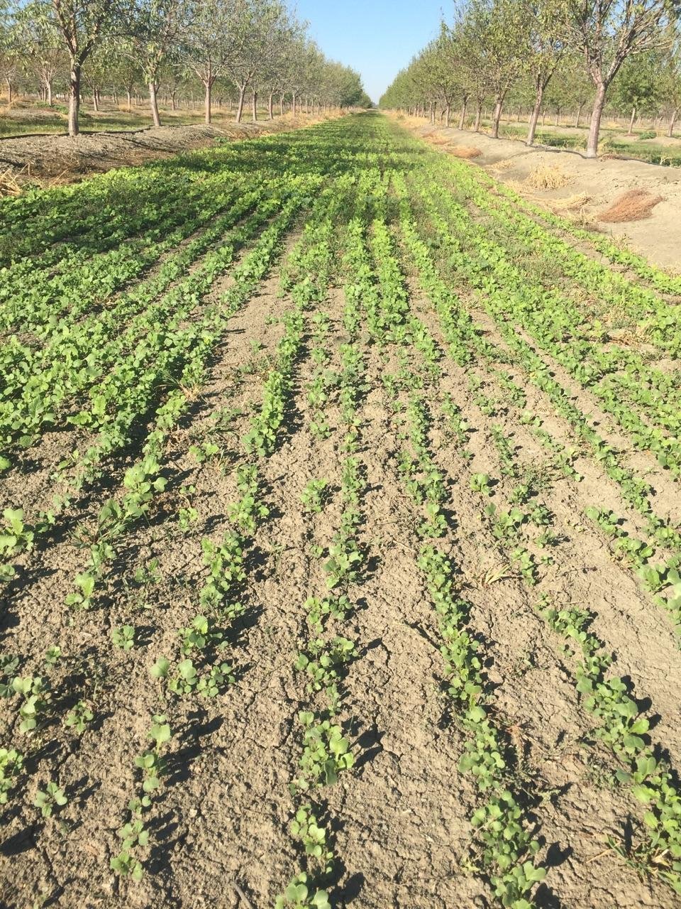 Planting Precision: Overview of Planting Methods for Winter Cover Crops ...