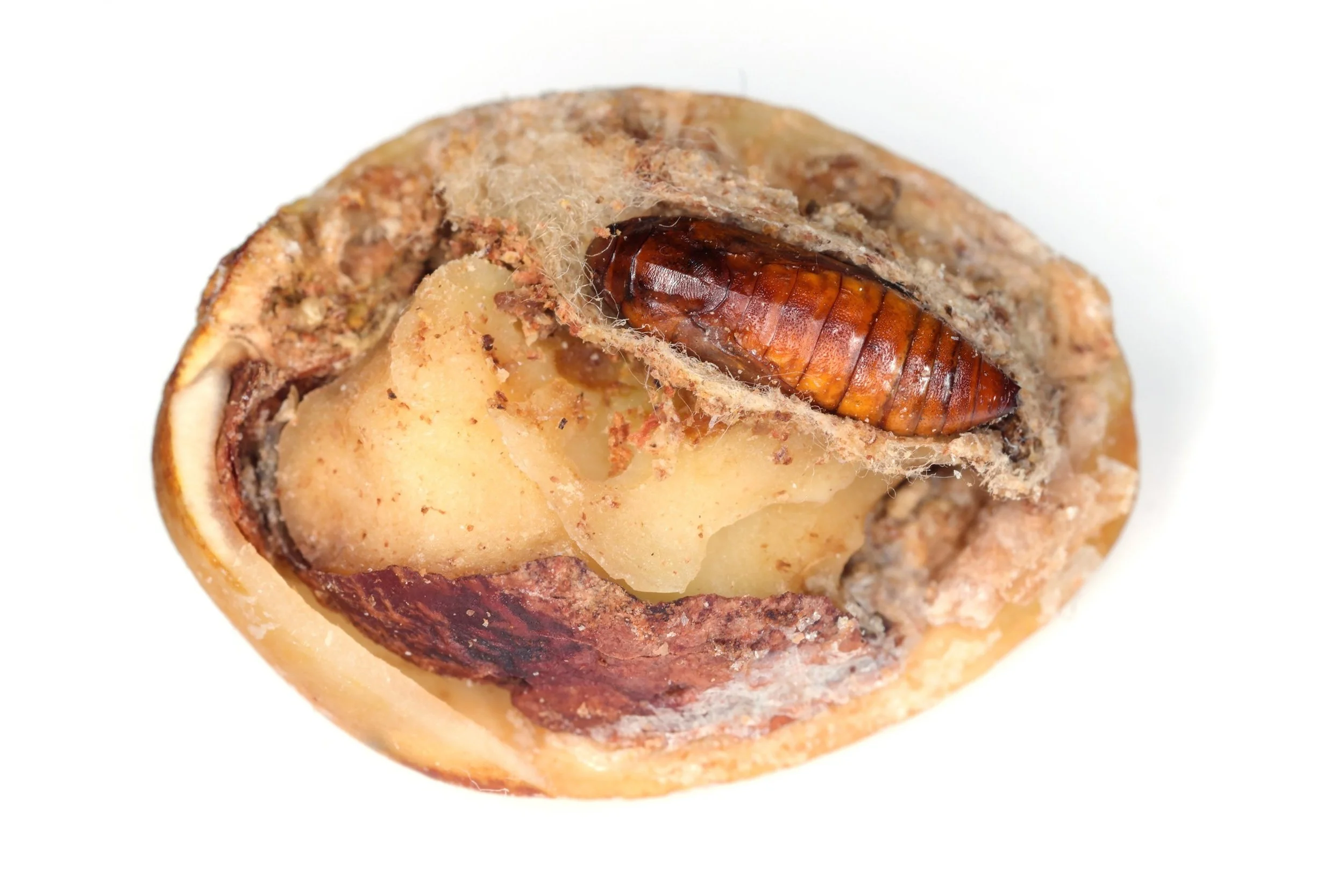 Cover Crops Enhance Navel Orange Worm Management in Almond Orchards ...