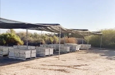 Using Cold Storage For a Brood Break in One of the Hottest Places on ...