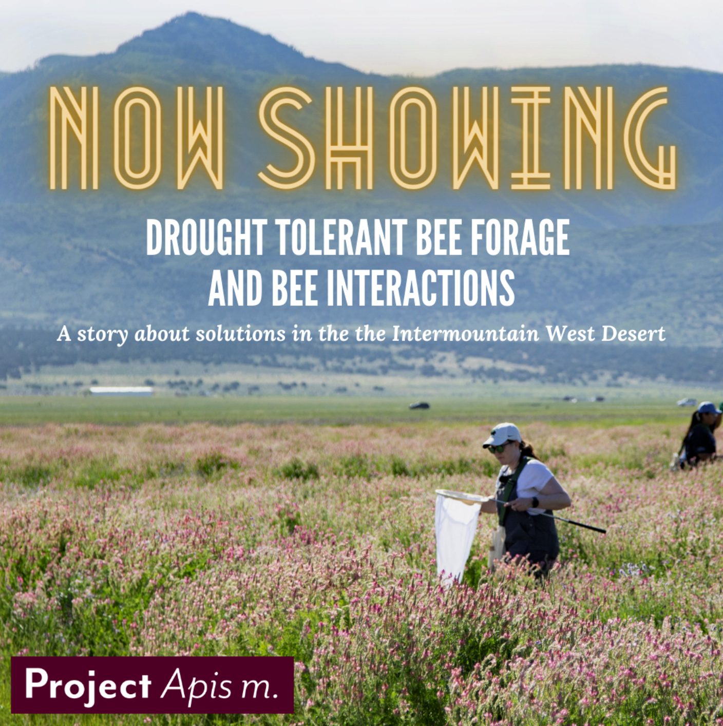 Now Showing: Drought Tolerant Bee Forage and Bee Interactions — Project ...