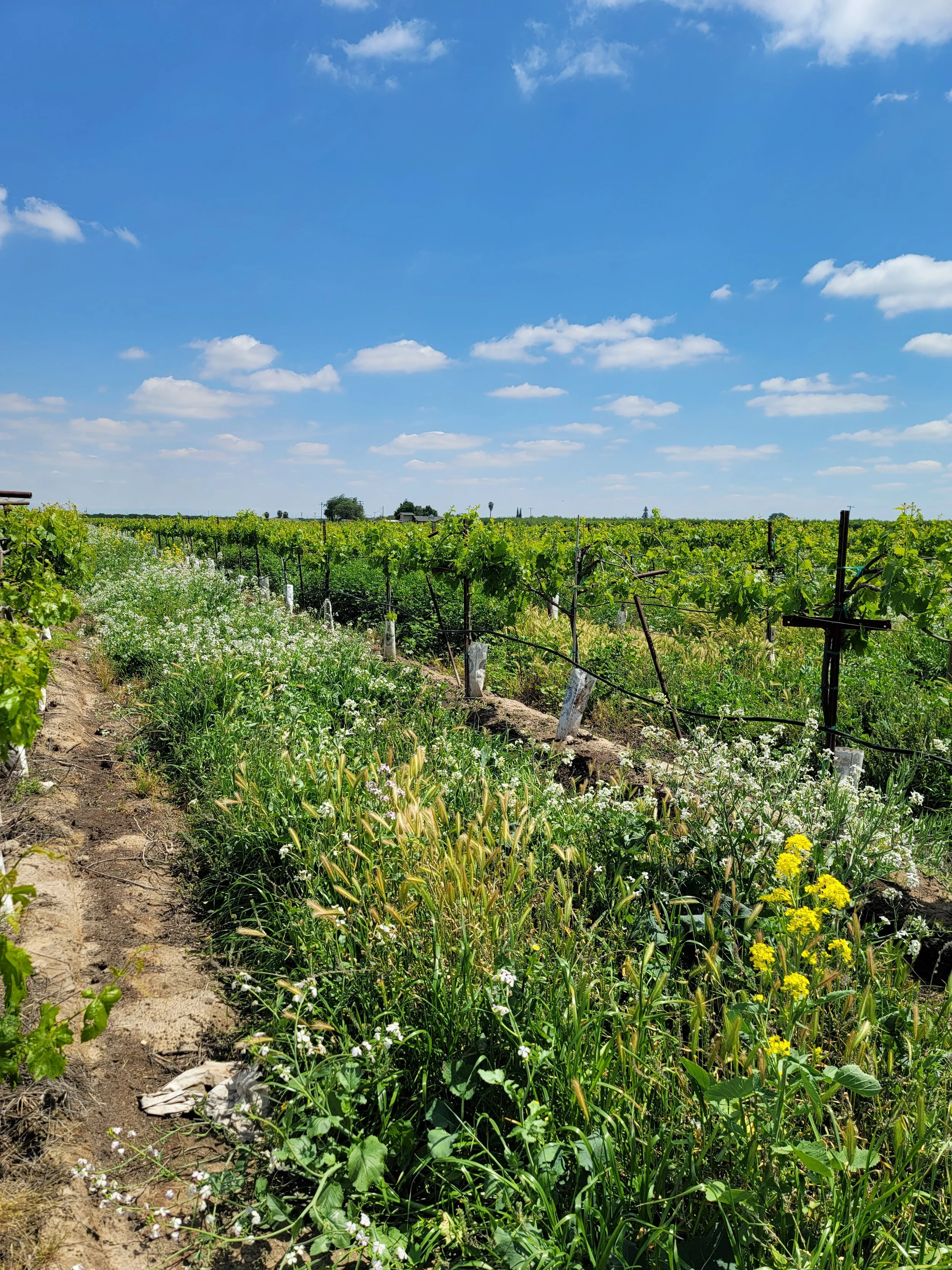 Brassica Cover Crops in Orchards — Project Apis m.