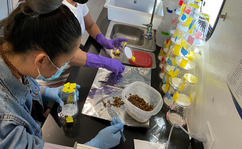 Fate of Pesticides in Honey Bee Colonies — Project Apis m.