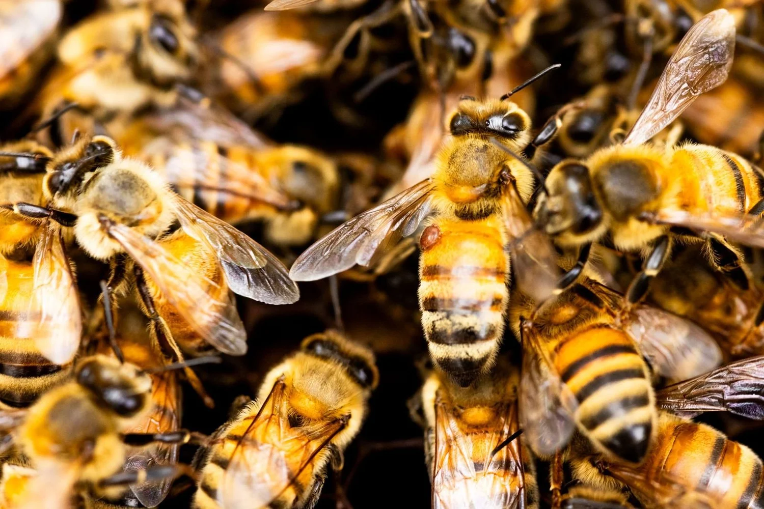 PAm-Supported Varroacide Project Attracts Veto Pharma as New Partner ...