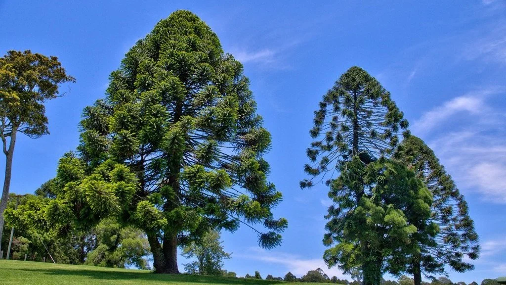 The Importance of Tree Maintenance for Property Value in Ipswich ...