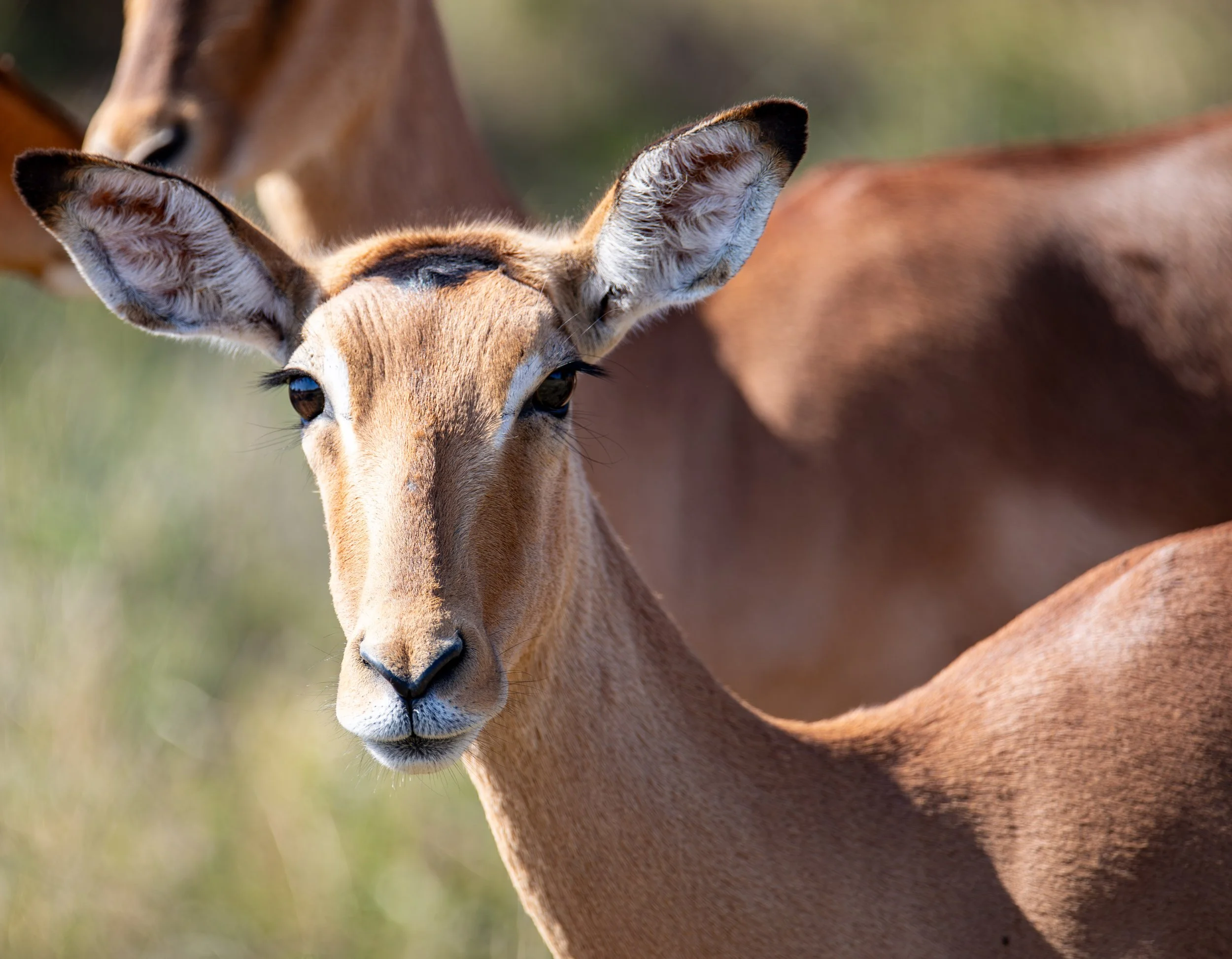 Impala and Their Vital Role in Ecosystems — Somewhere In Africa