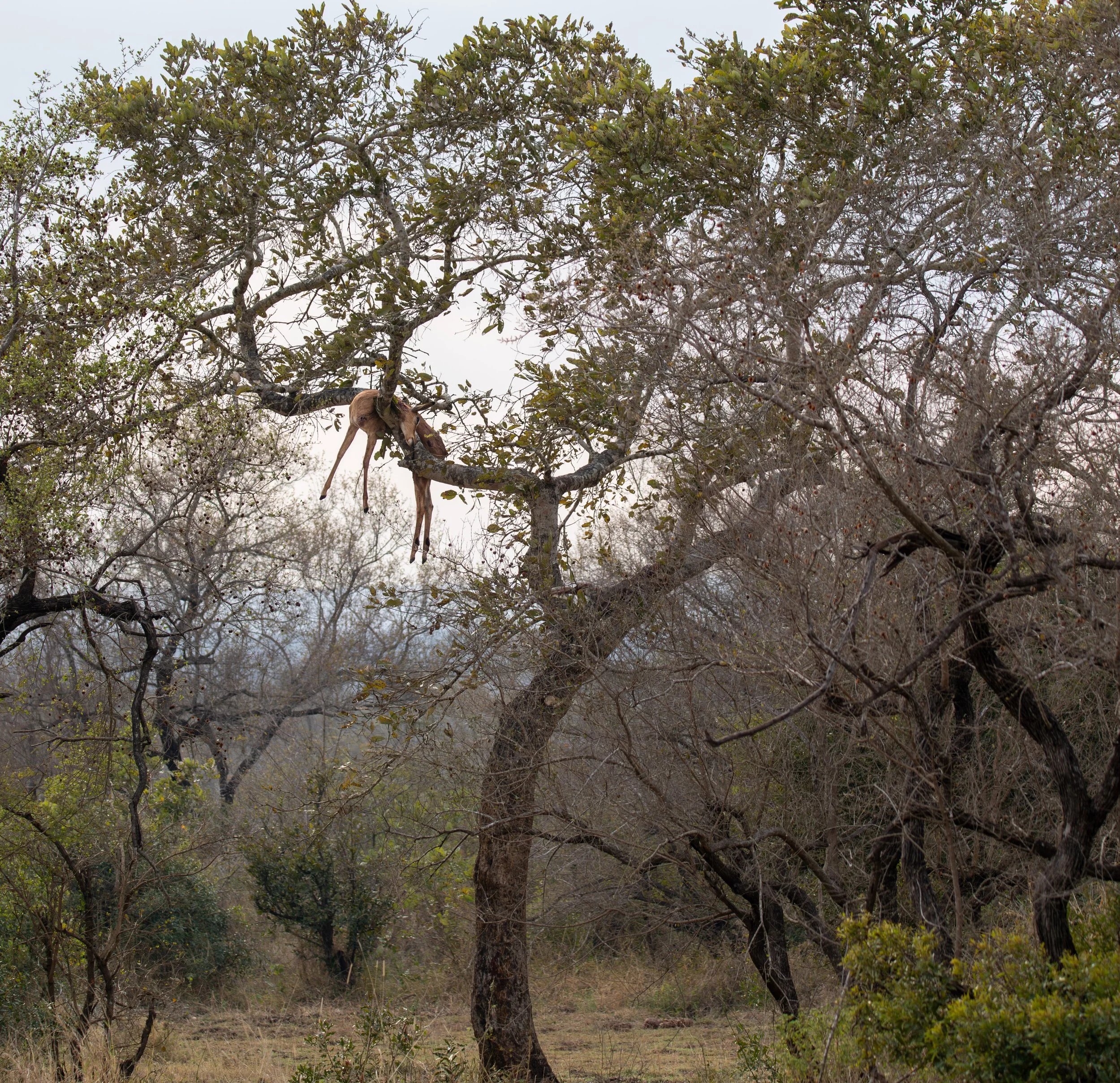 Impala and Their Vital Role in Ecosystems — Somewhere In Africa
