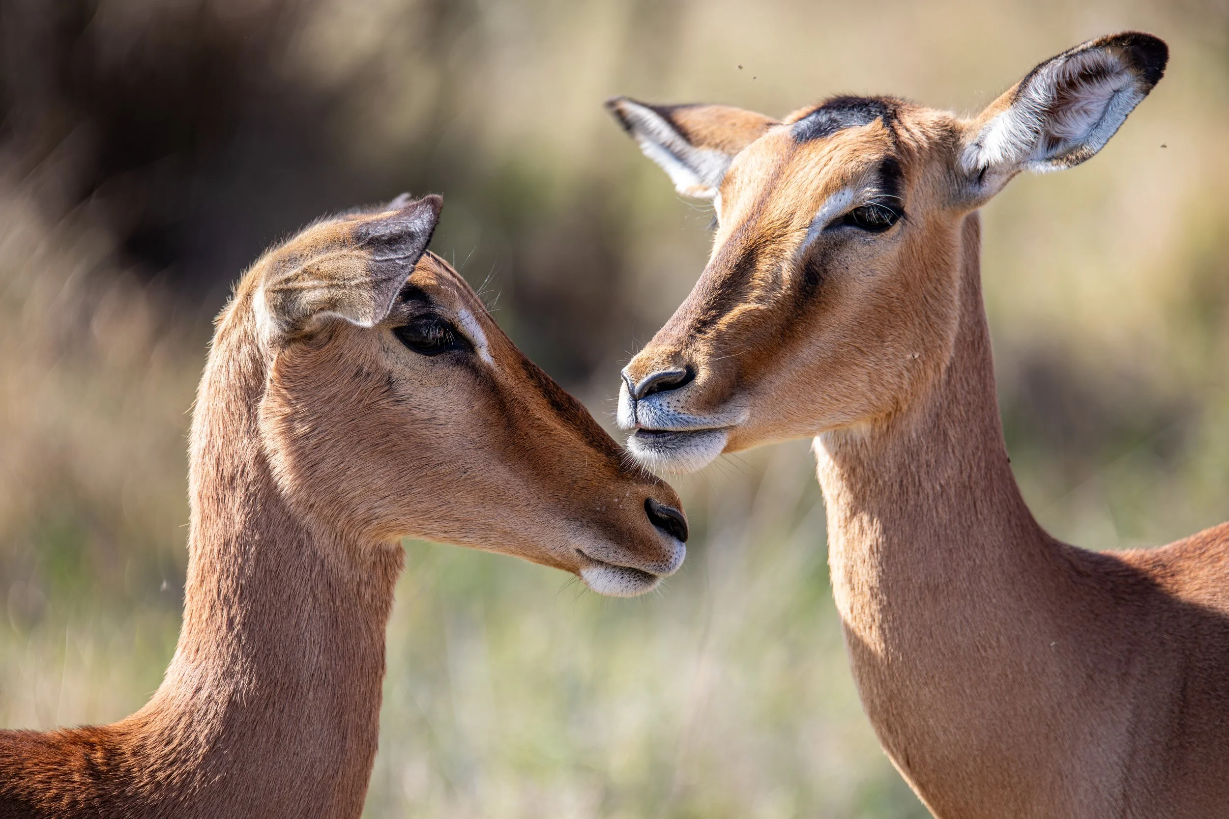 Impala and Their Vital Role in Ecosystems — Somewhere In Africa