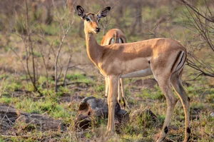 Impala and Their Vital Role in Ecosystems — Somewhere In Africa