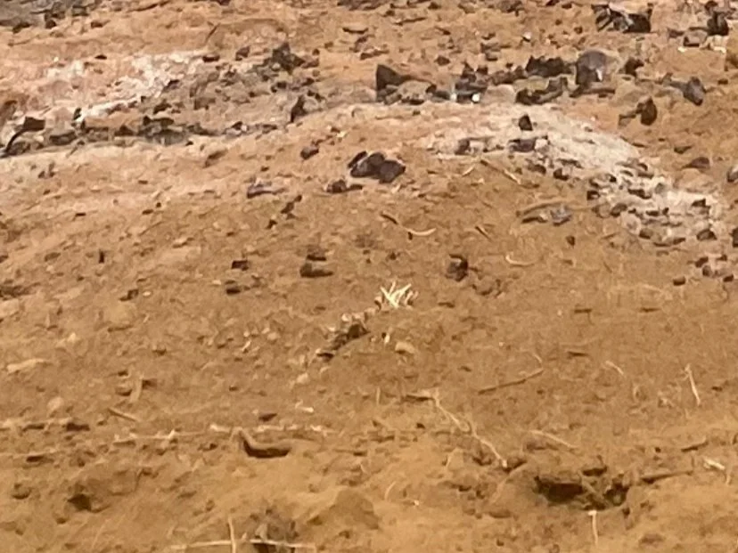 Mulch the Gulch! — KULA COMMUNITY WATERSHED ALLIANCE