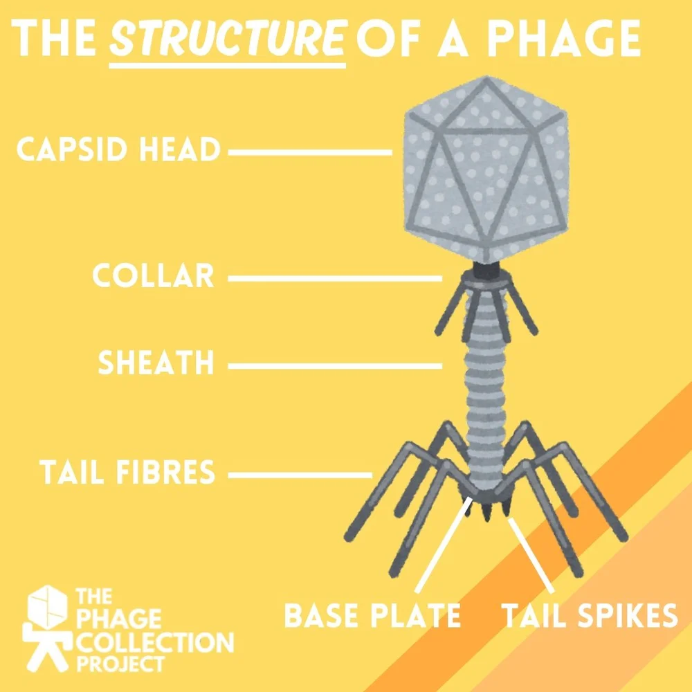 What are phages? — ThePhageCollectionProject