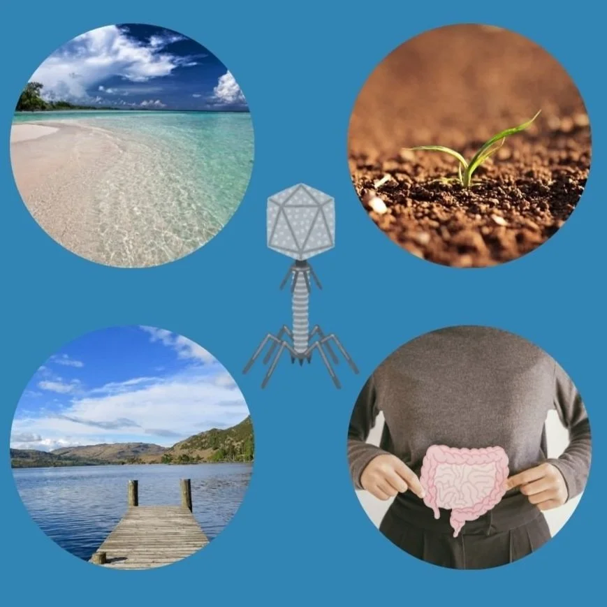 What are phages? — ThePhageCollectionProject