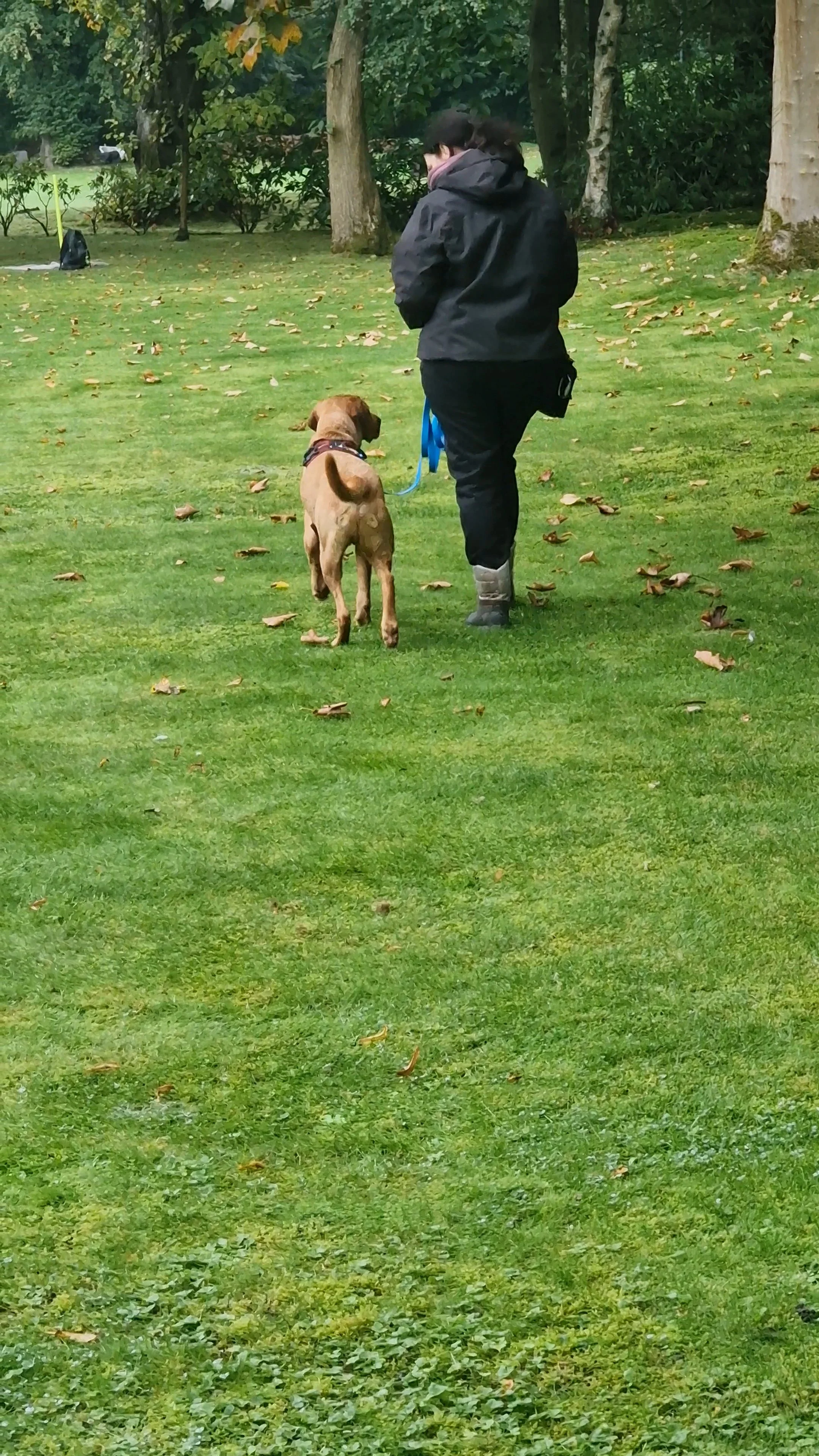 Reward Based Dog & Puppy Classes Reading, Wokingham & Bracknell