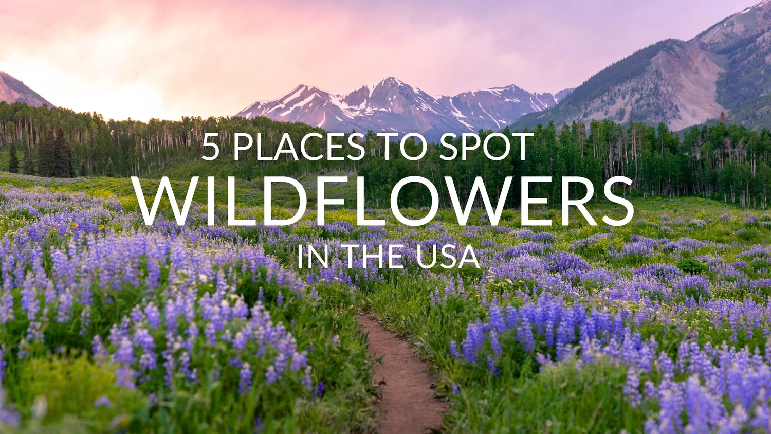 5 Best Places to See Wildflowers in the USA