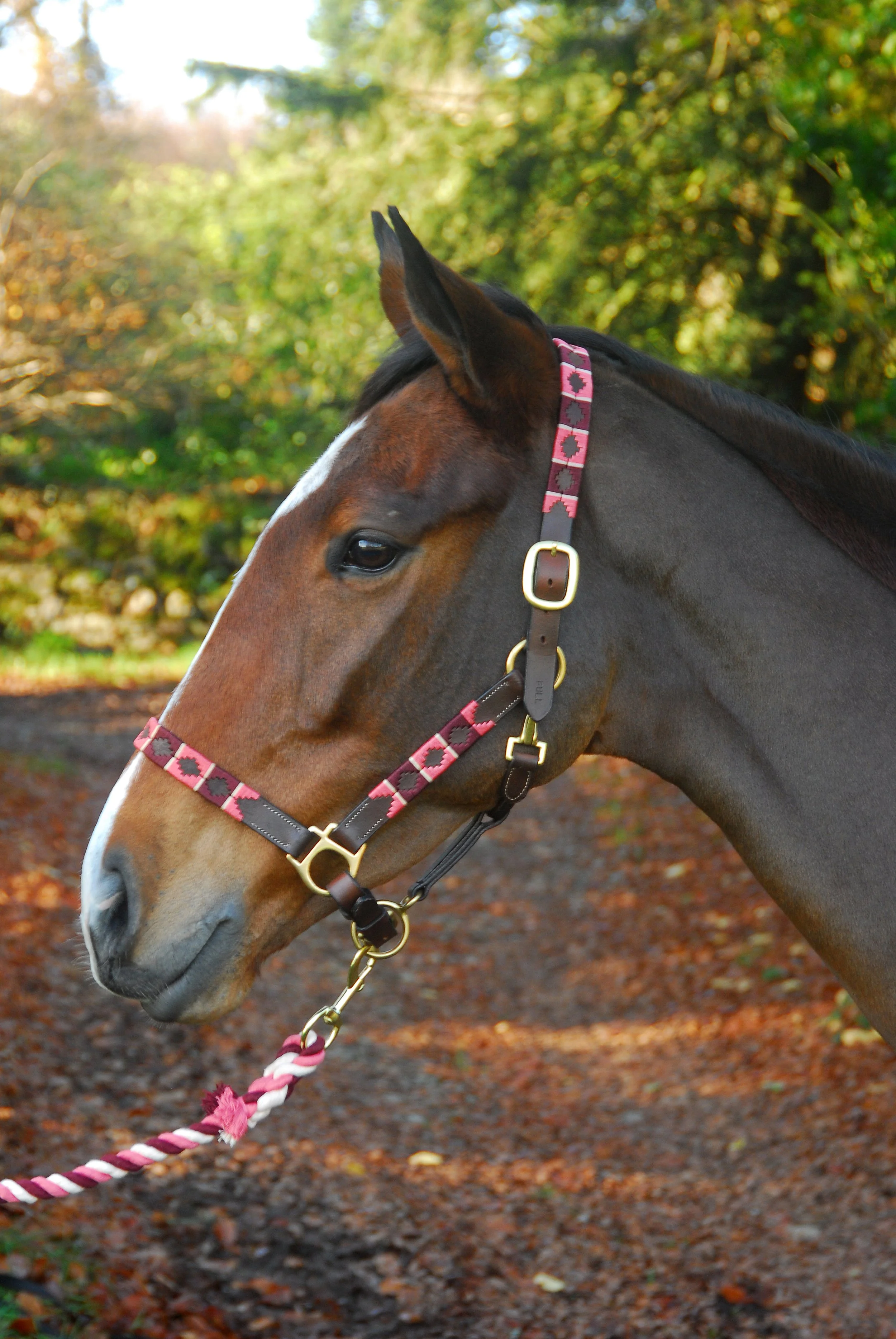 Hy Equestrian Anodize Leather Head Collar — Head to Hooves Equine Supplies