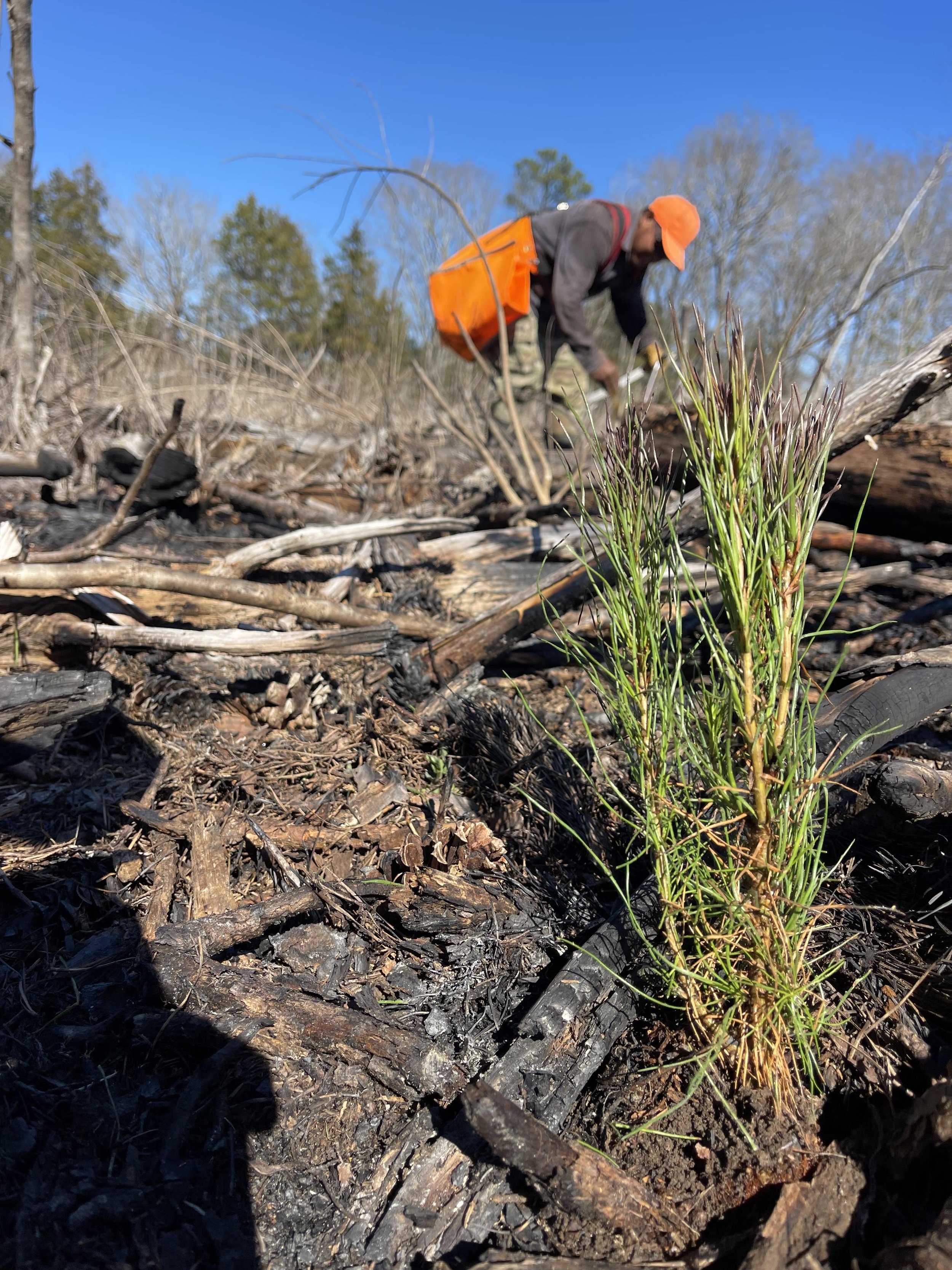 About — Superior Forestry Services