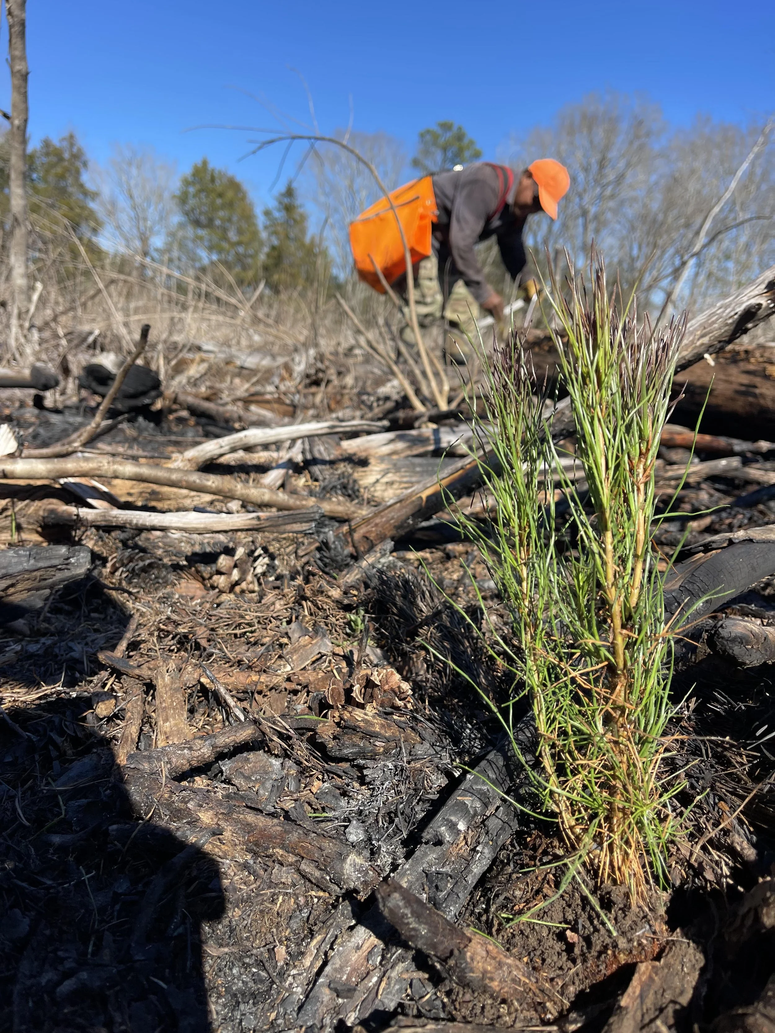 About — Superior Forestry Services