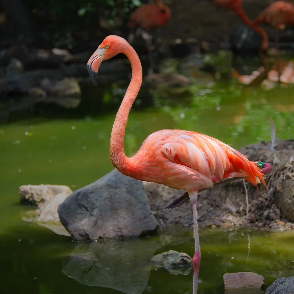Why is that flamingo Grey? — Green Fire Nature Photography