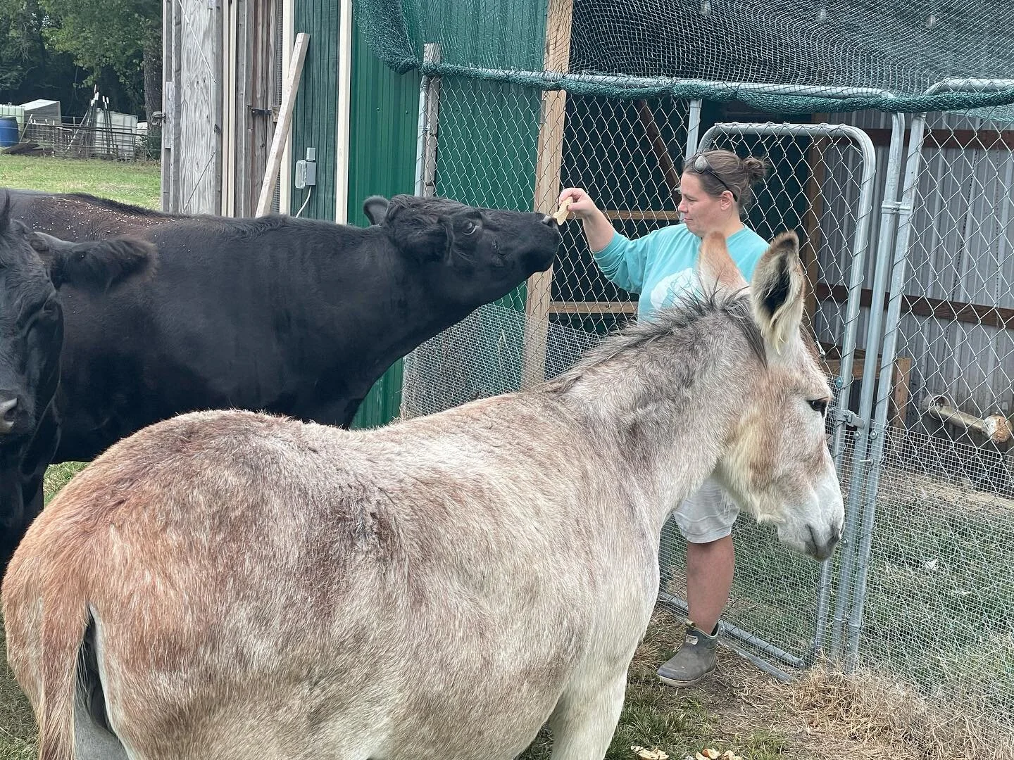 Misty Ridge Farm | High Quality Beef | Pasture Raised Pork & Poultry ...