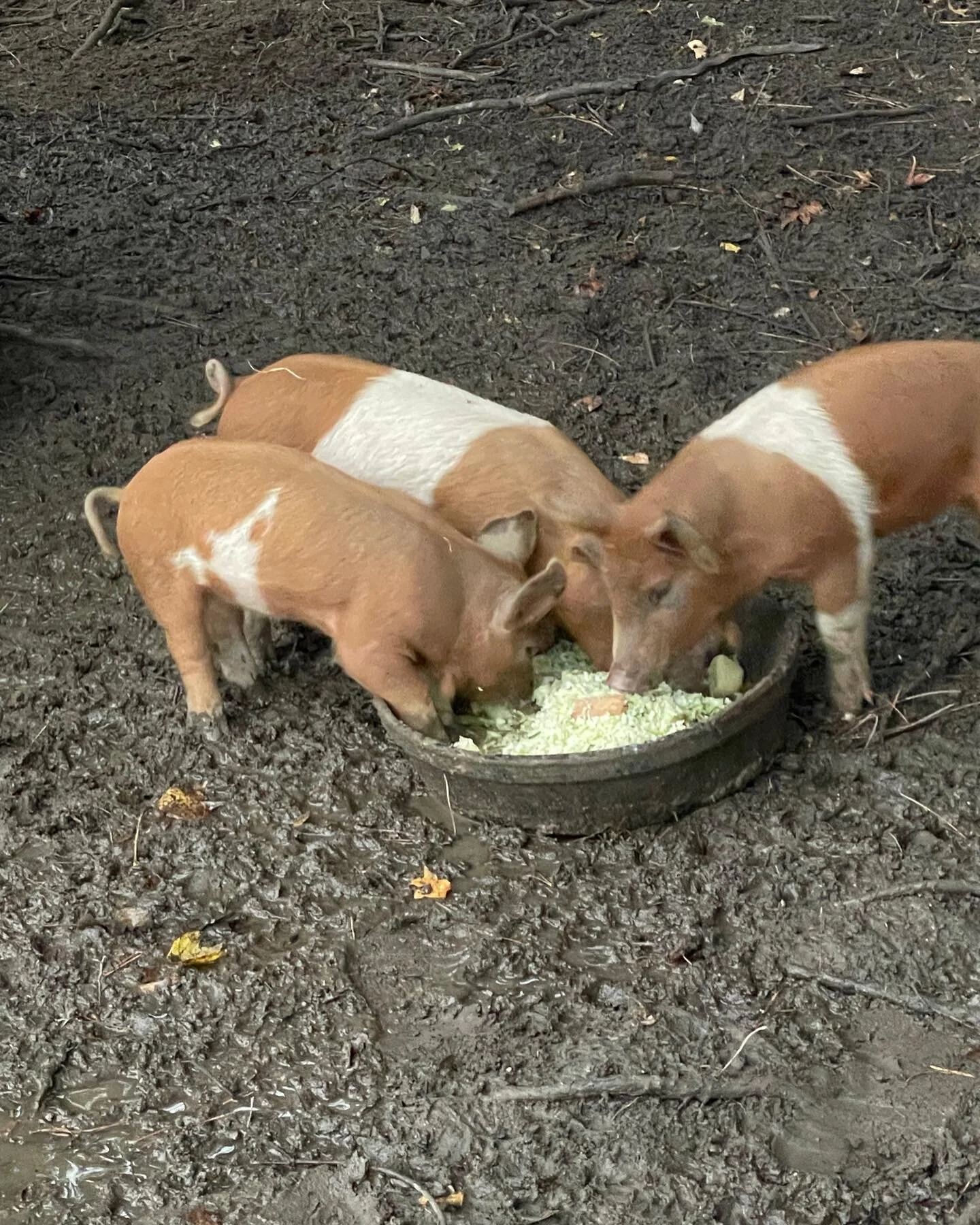 Misty Ridge Farm | High Quality Beef | Pasture Raised Pork & Poultry ...