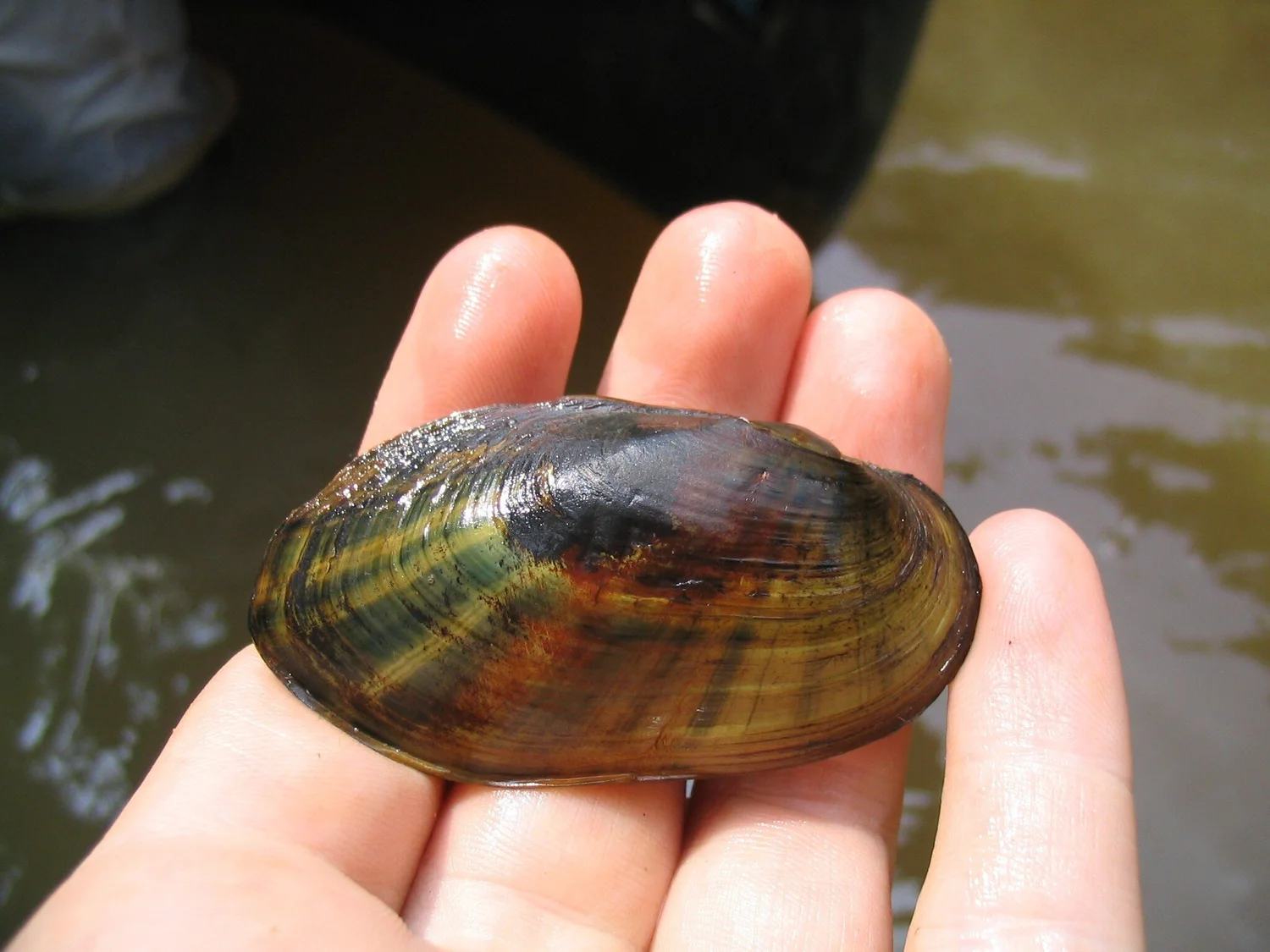 Biodiversity — Hatchie River Conservancy