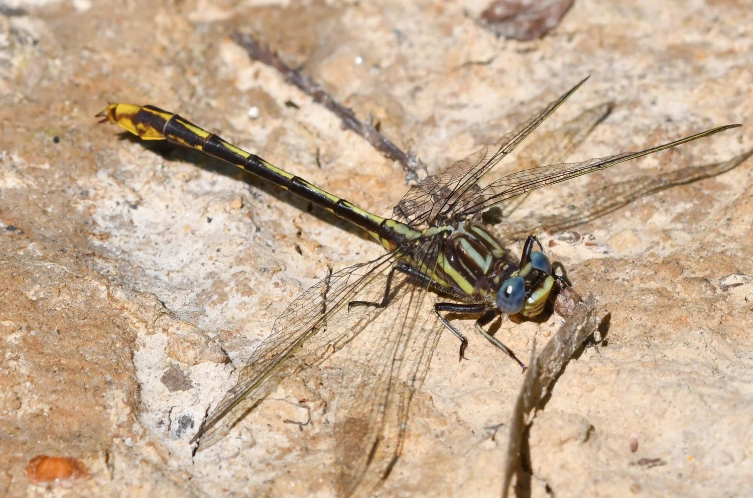 Biodiversity — Hatchie River Conservancy