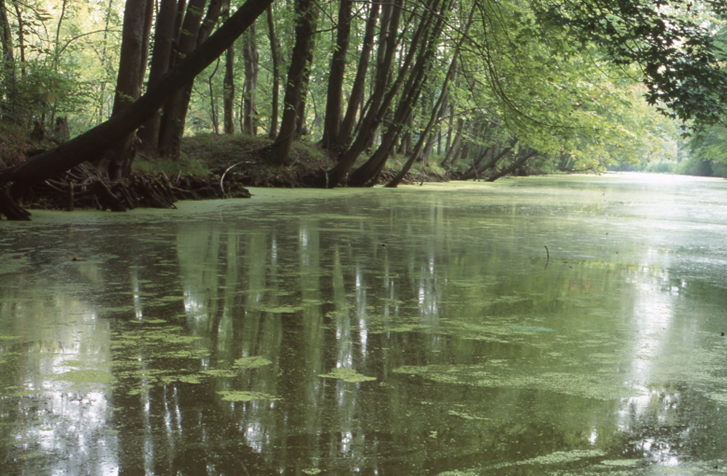When Little Things Become Big Dreams — Hatchie River Conservancy