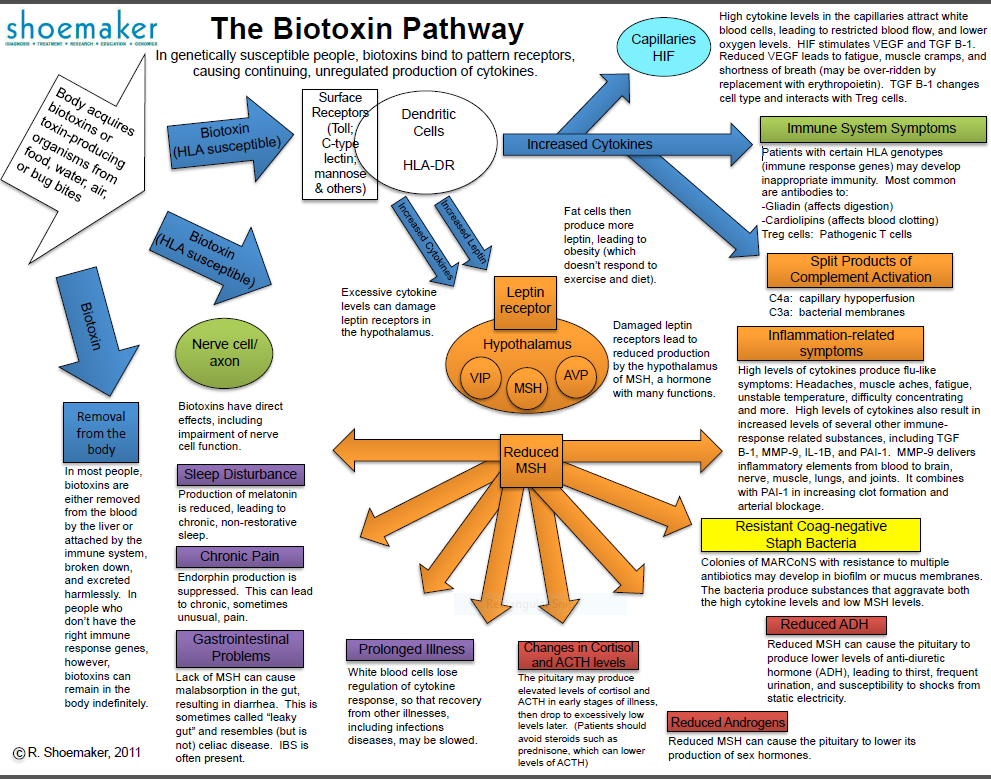 Navigating the Hidden Dangers of Mold and Biotoxin Illness: Recognition ...
