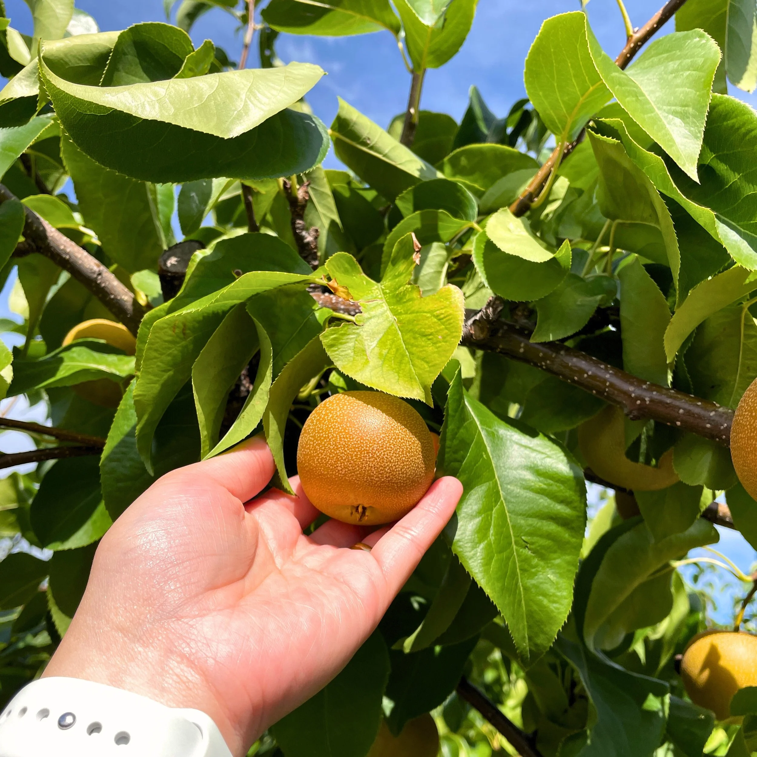 Westbank Corner Fruit Stall — THE WANDERER POST