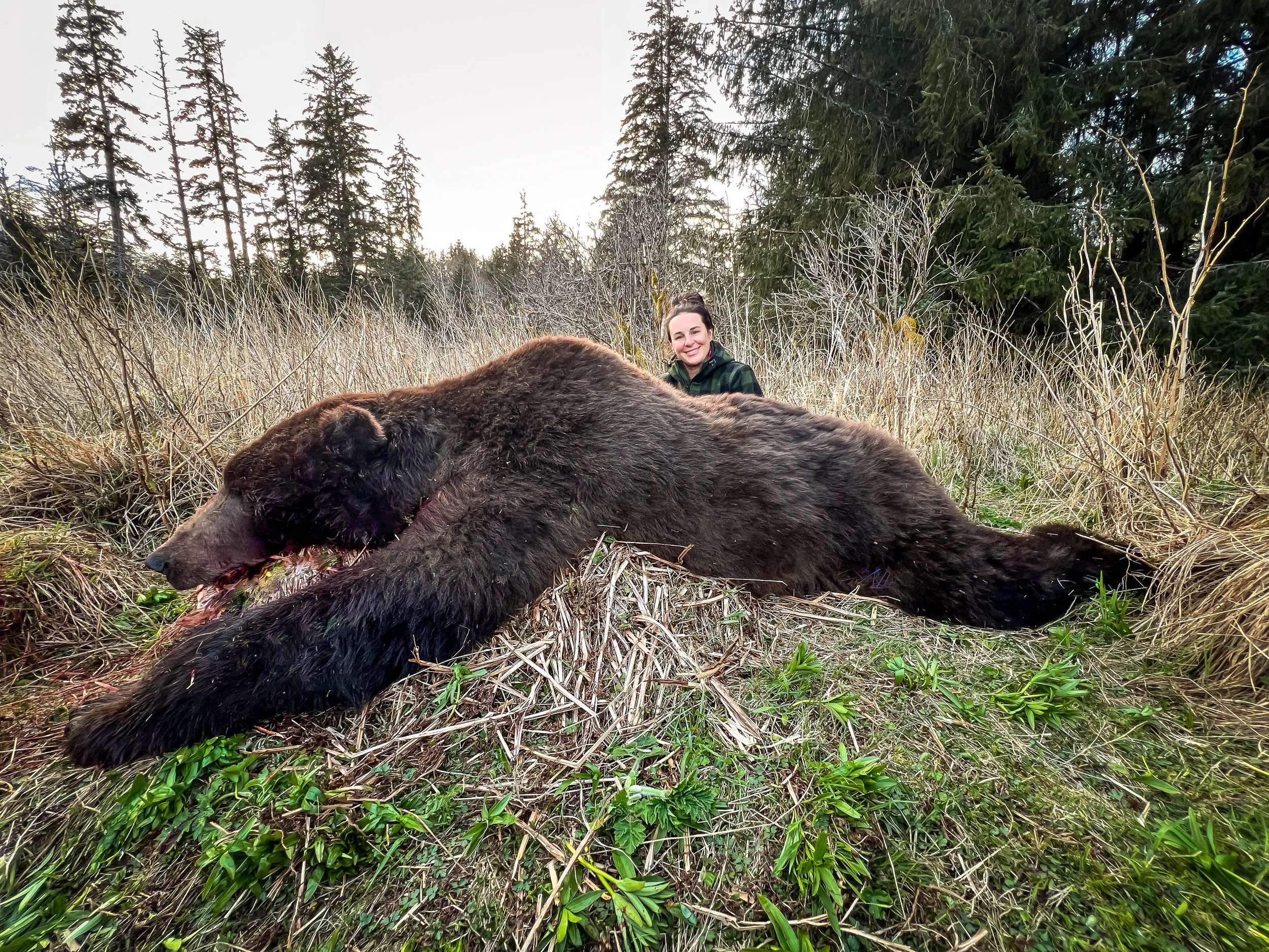 Brown Bear Alaska Raven Guides