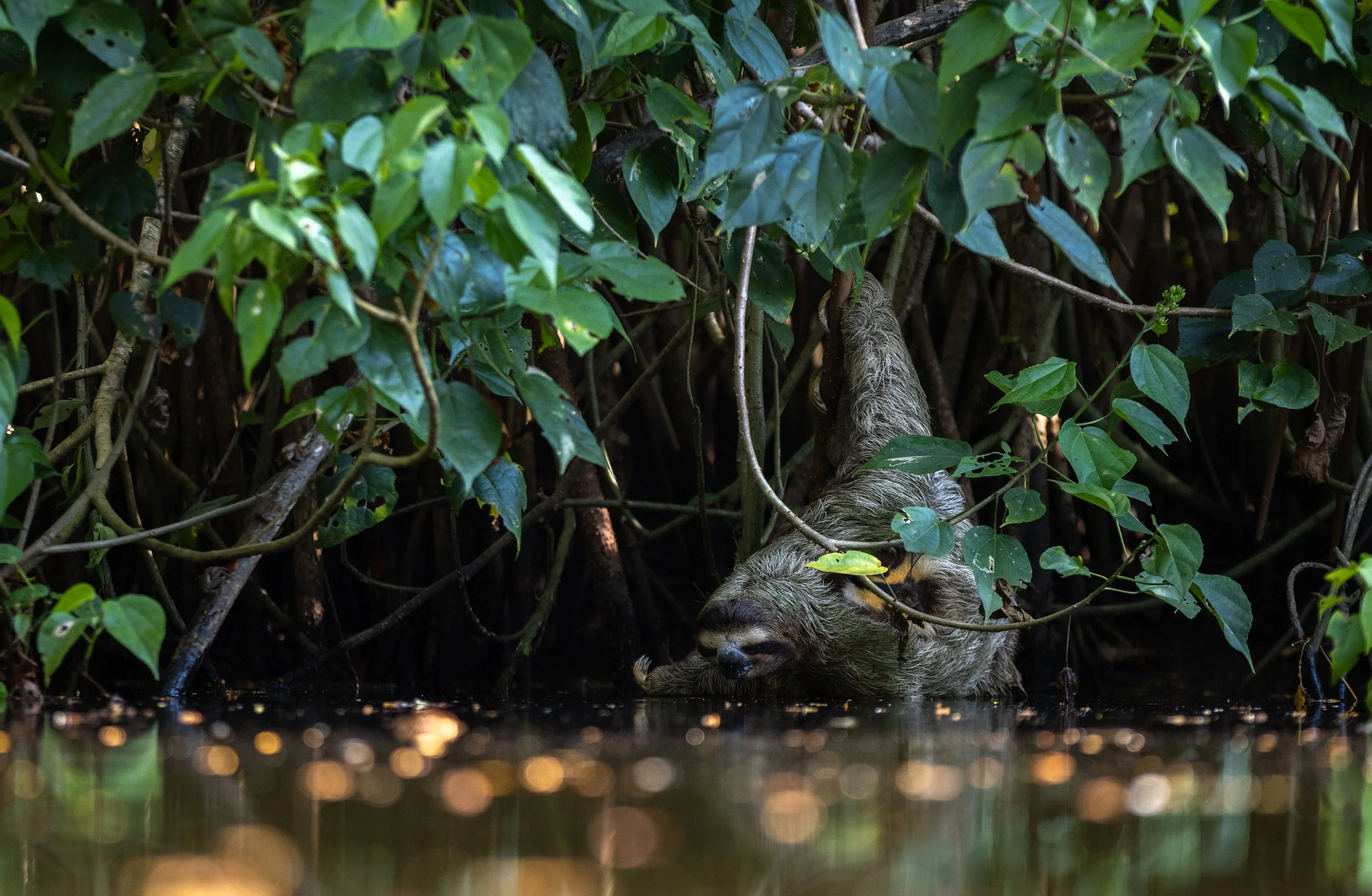 In Her Nature - A Wildlife Docuseries for PBS Nature