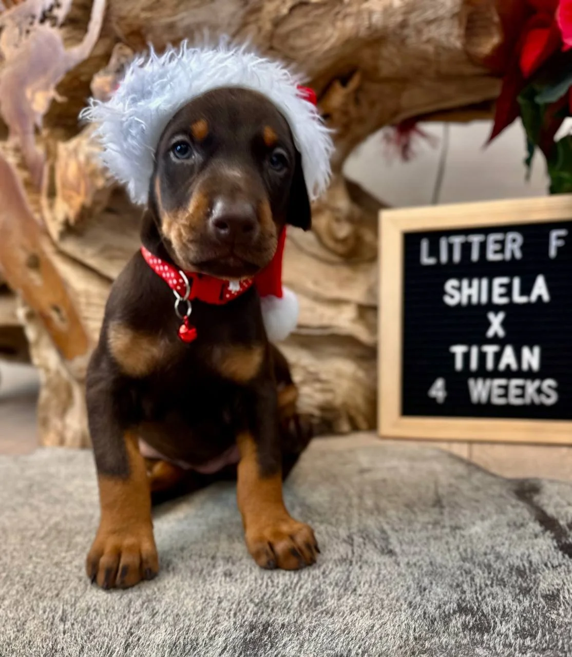 Current Litters — The DobFather