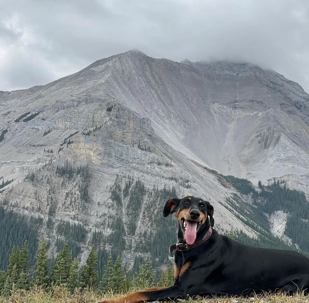 The DobFather | Alberta's Trusted Doberman Breeder