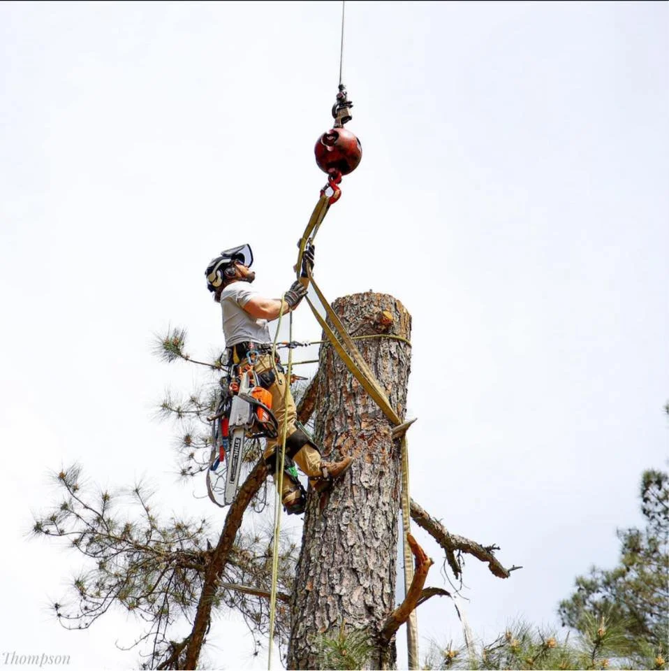 American Arbor Tree Service
