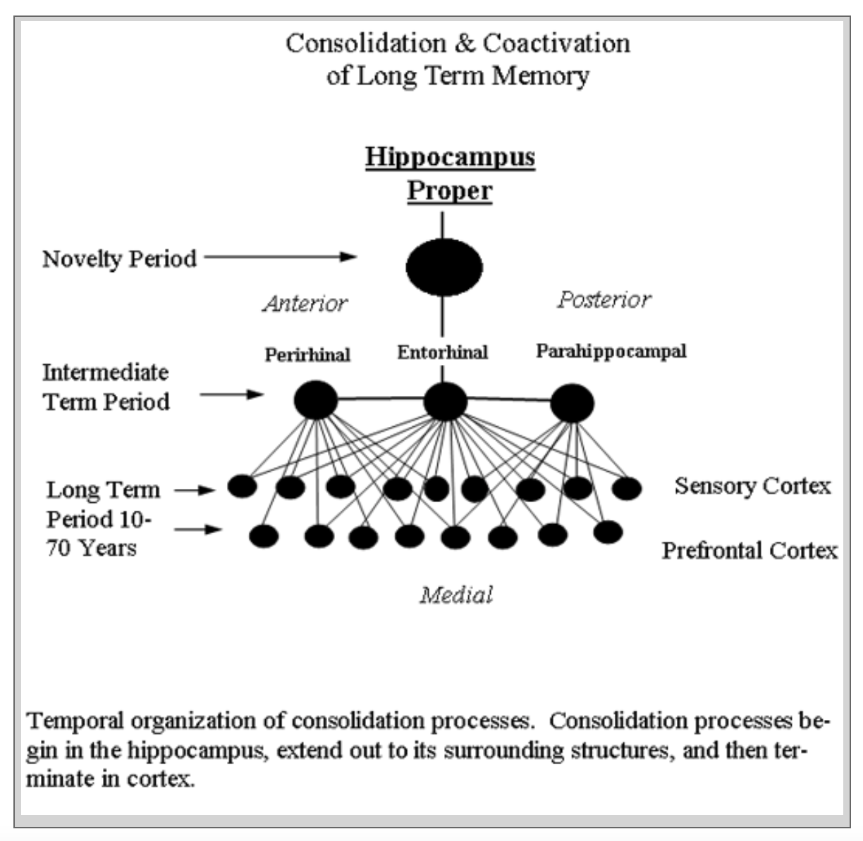 Memory & Retrograde Amnesia — Nature-Nurture