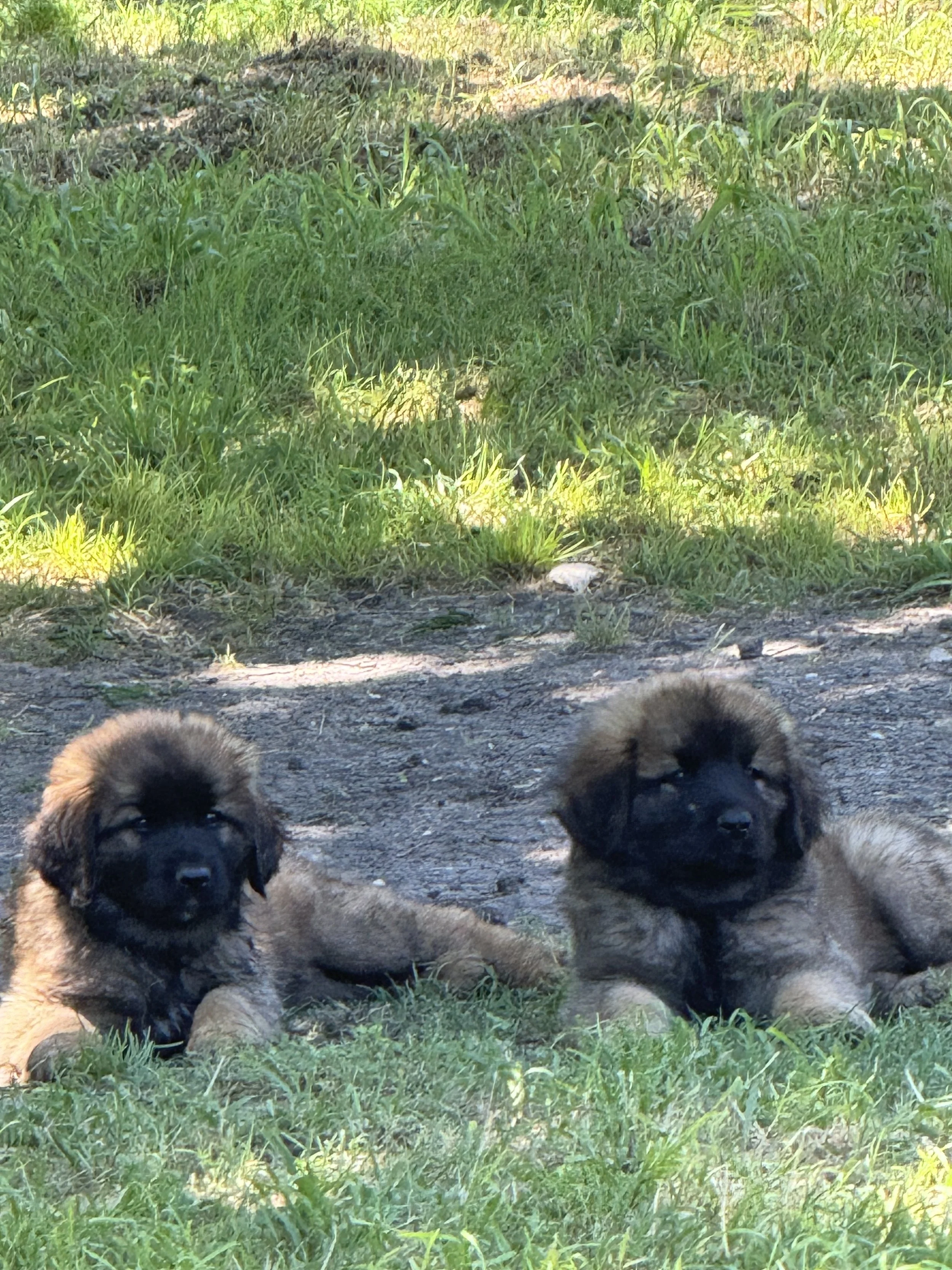Adopt a Gentle Giant: Premier Leonberger Breeder in Texas