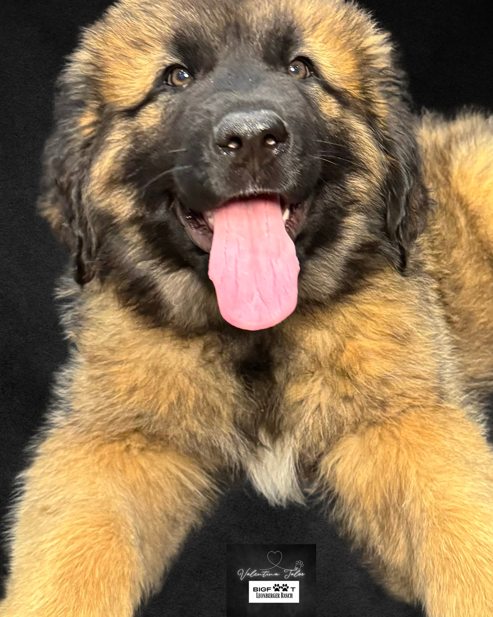Adopt a Gentle Giant: Premier Leonberger Breeder in Texas