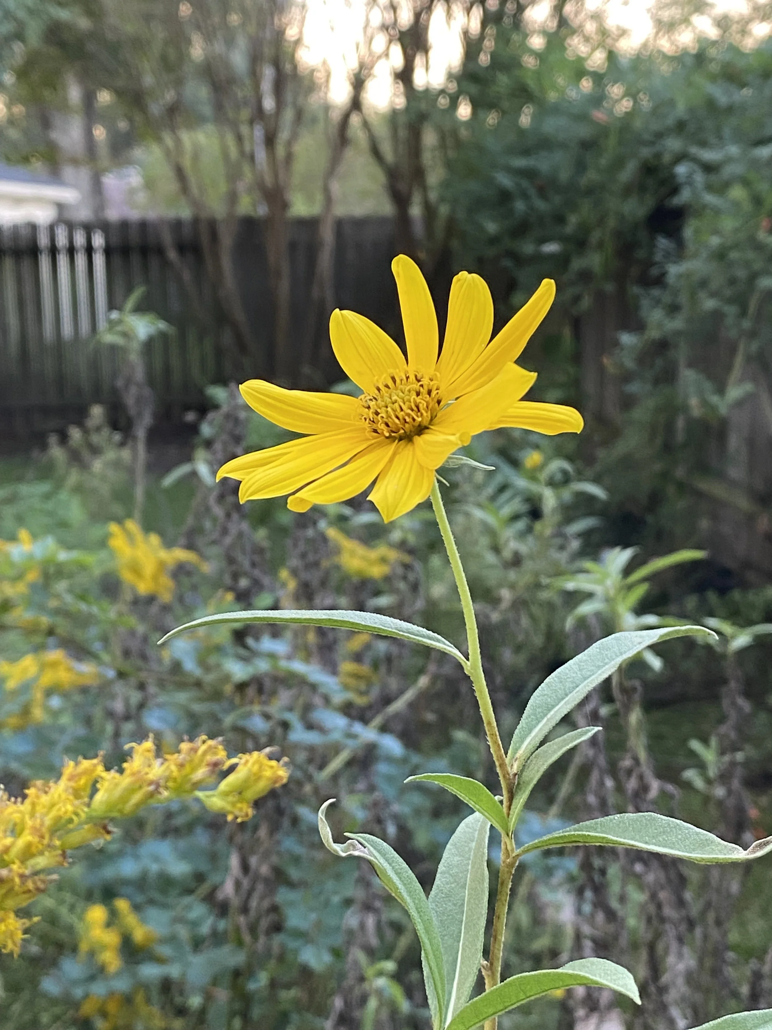 Friendly Native Gardens | Houston, TX Native plant nursery in Kingwood, TX