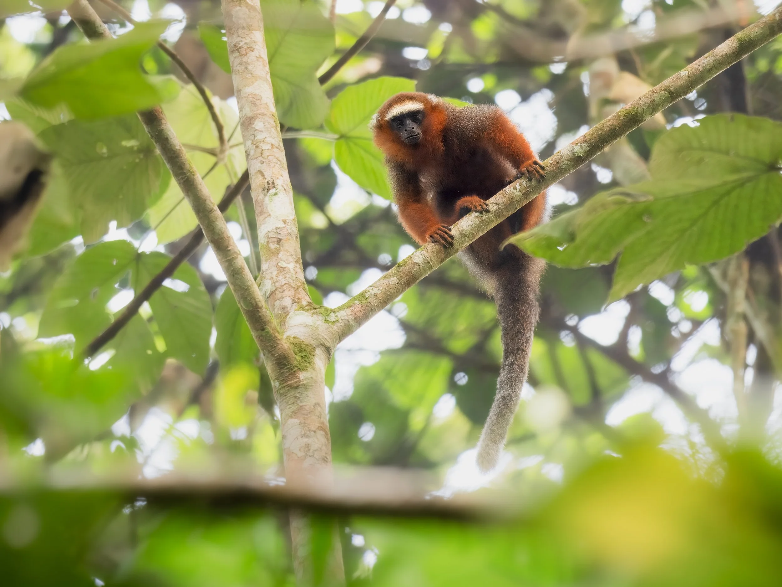 Opportunities — Blog — Amazon Research