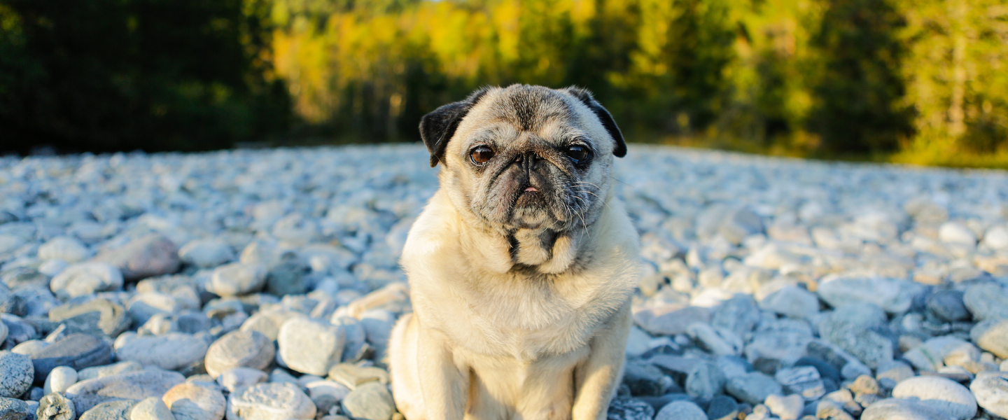 Pug Life Rescue