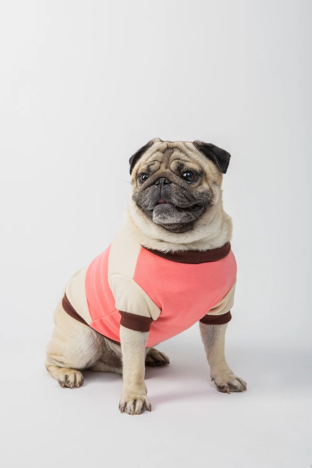 Pug Life Rescue