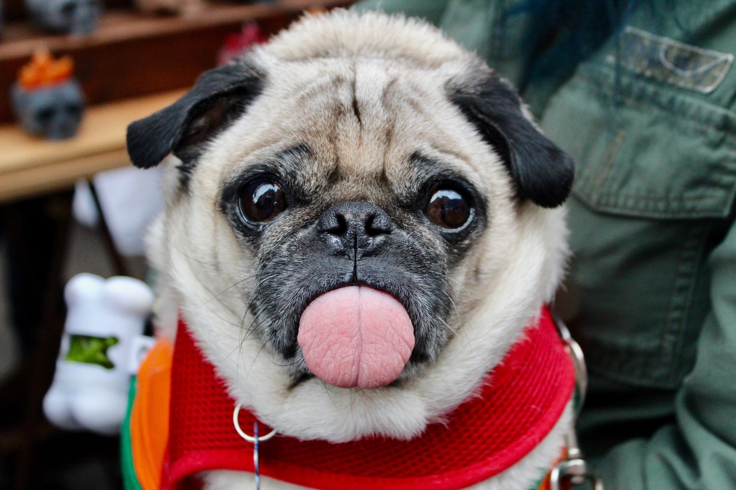 Pug Life Rescue