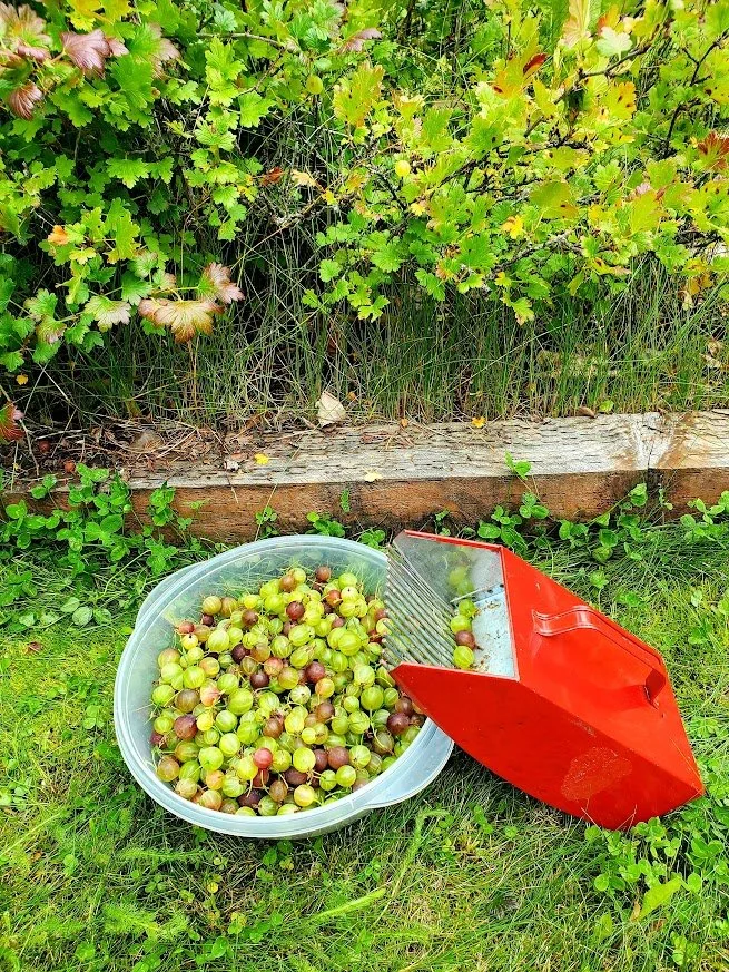 2024 Berry Season in Wasilla! — Alaska Garden Adventures