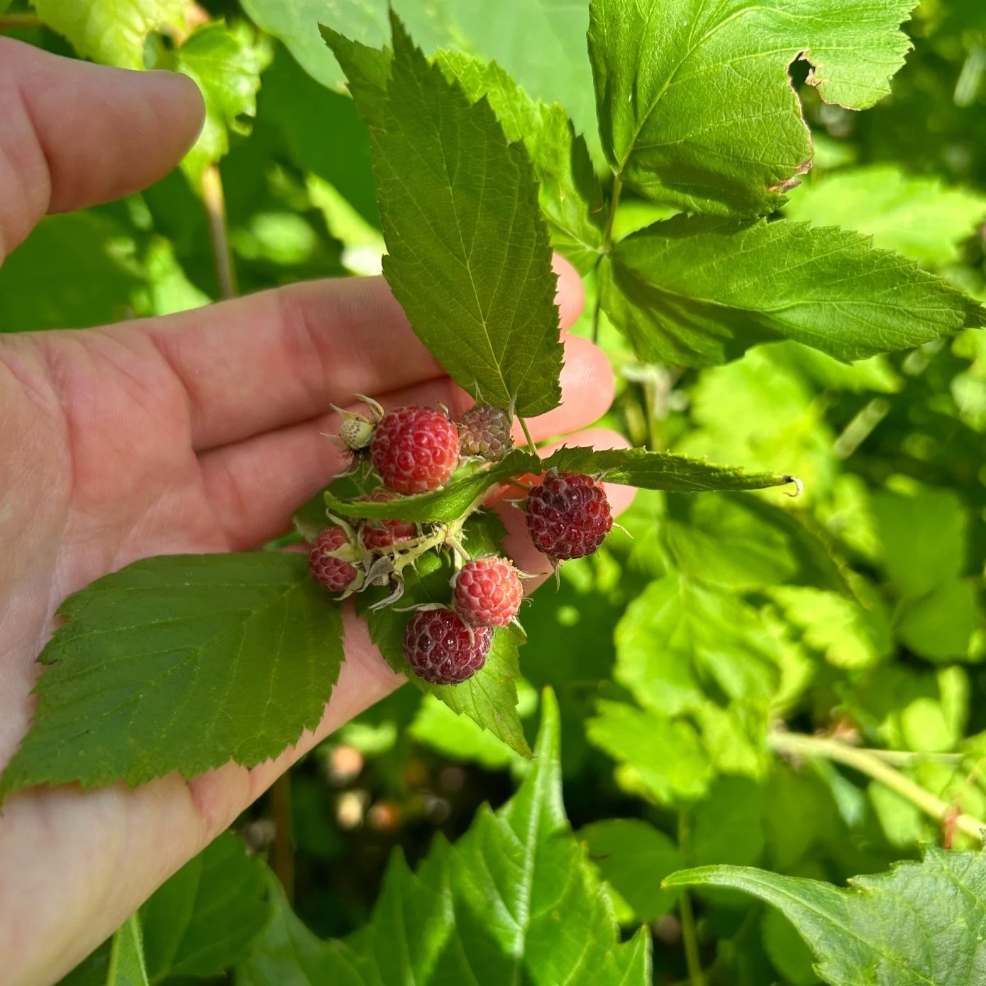 About — Poppy Bakery