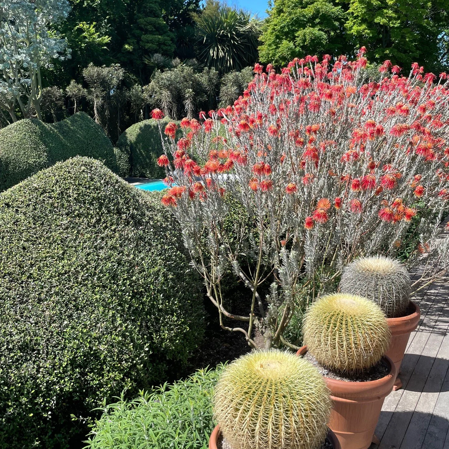 Cornwall Park — New Zealand Garden Trust