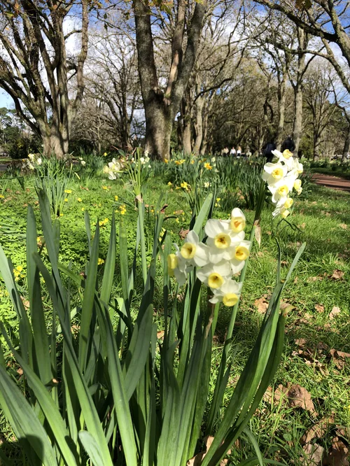 Cornwall Park — New Zealand Garden Trust