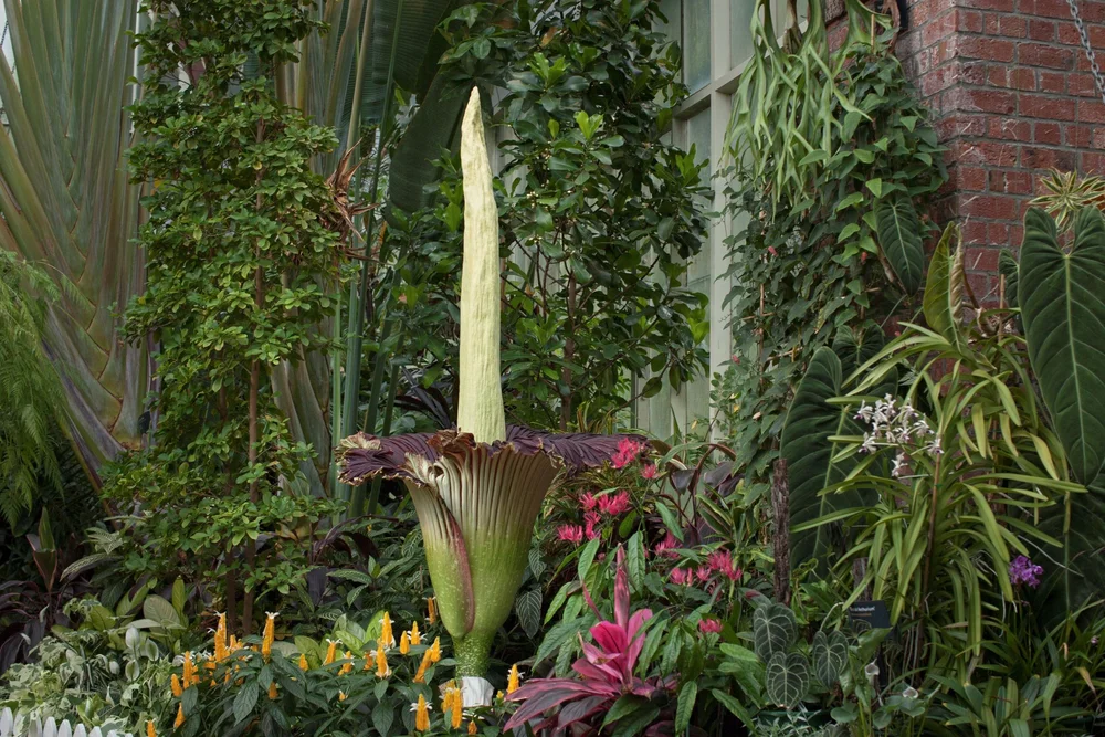 Auckland Domain Wintergardens — New Zealand Garden Trust