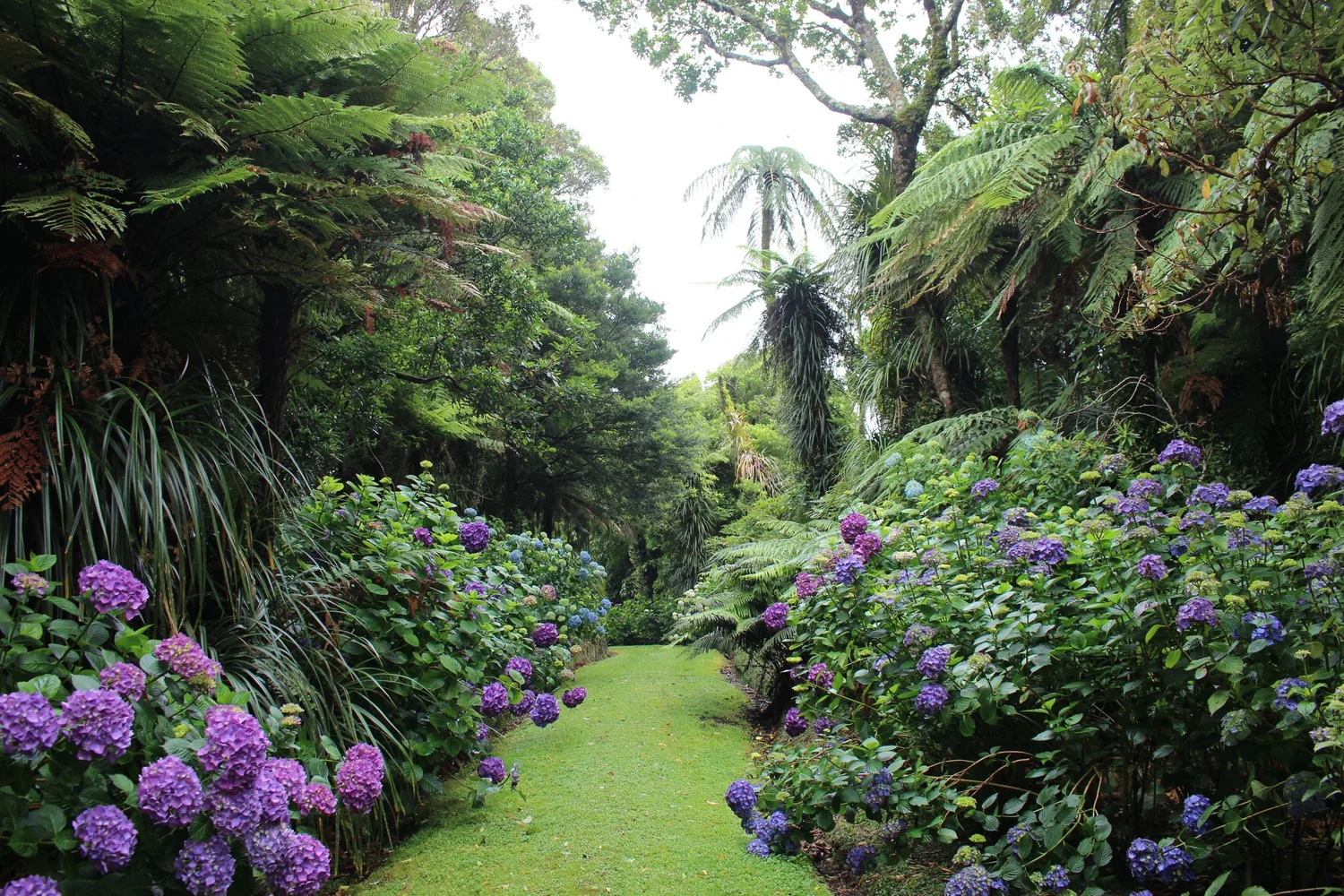 Pukeiti — New Zealand Garden Trust