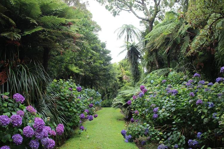 Pukeiti — New Zealand Garden Trust