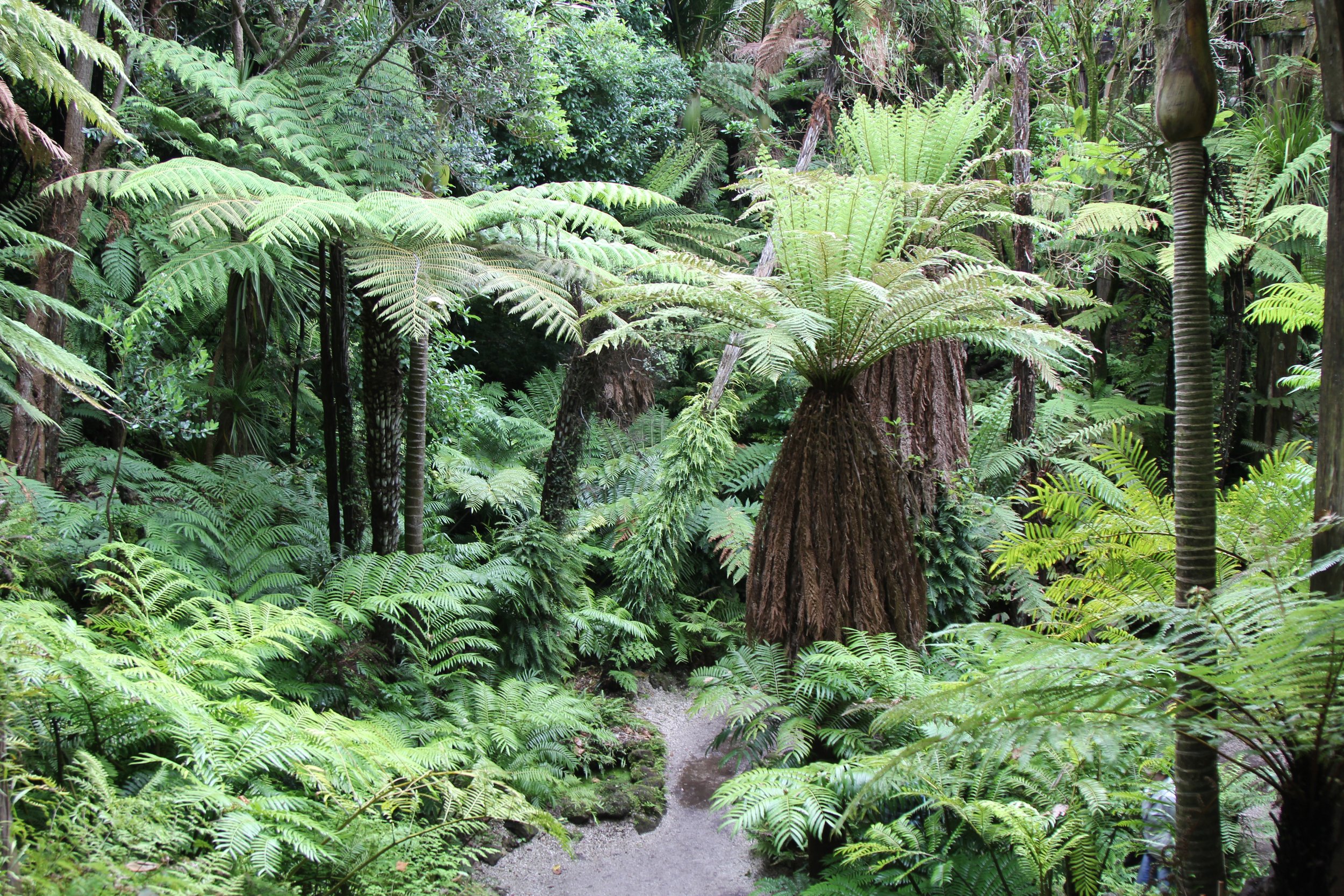 Auckland Domain Wintergardens — New Zealand Garden Trust